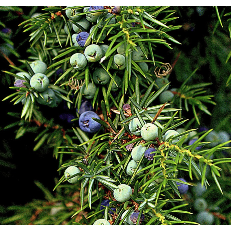 Genévrier sauvage